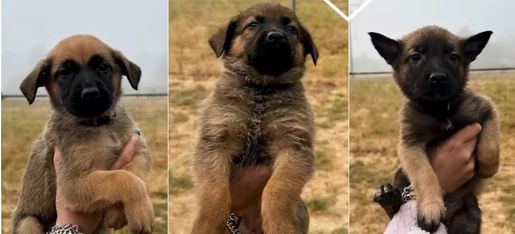 Our adoptable dogs